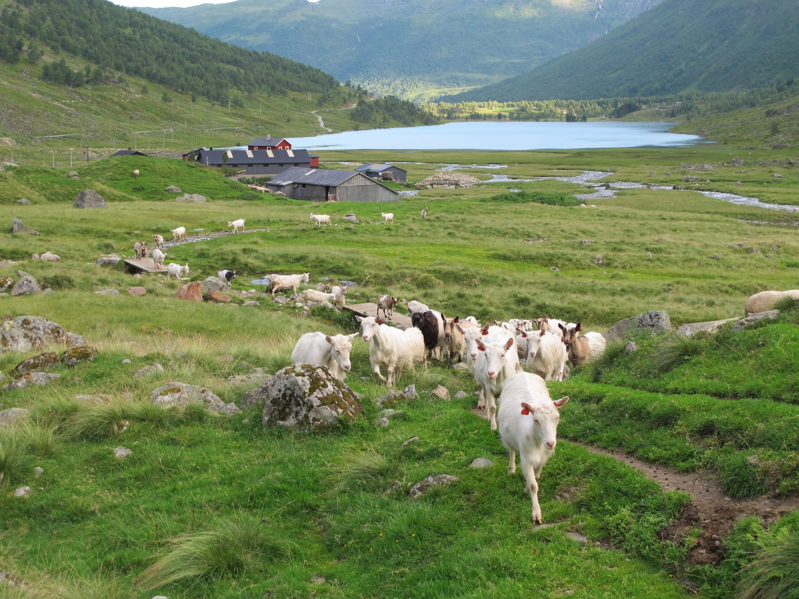 Selseng Gardsysteri - Ostelandet Norge